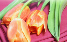 Posh Pantry | Come to Shop. Come to Gather. Come to Cook.